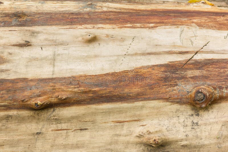 Tree without bark. stock image. Image of spike, bark - 65506029
