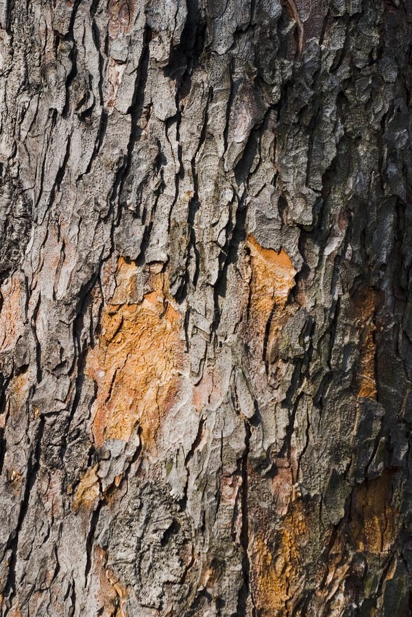 Tree bark stock image. Image of control, shiny, zoom - 39926839