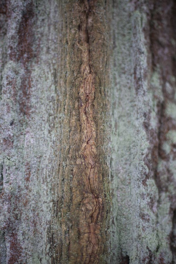 Tree Bark in Natural Light. Stock Photo - Image of bark, texture: 180795140
