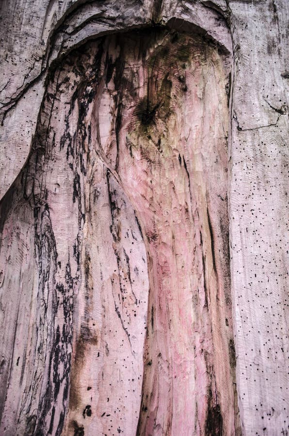 Tree Bark Natural Pattern in the Form of a Yoni Stock Image - Image of ...