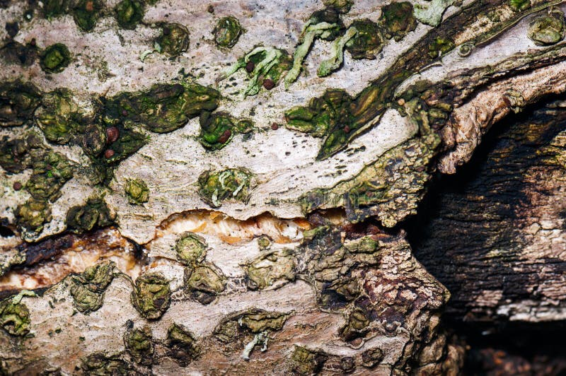 163 Tree Life Bacteria Stock Photos - Free & Royalty-Free Stock Photos ...