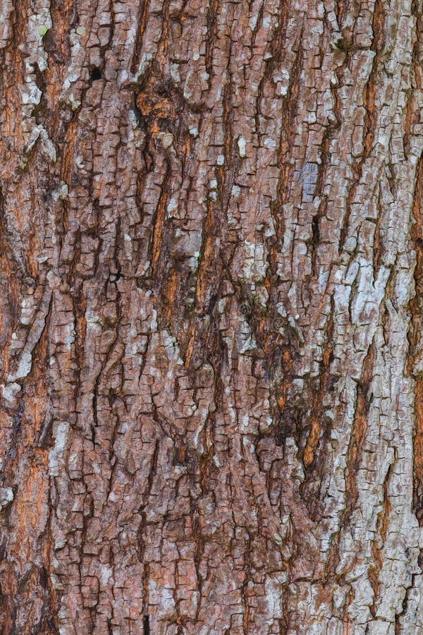 Tree Bark Nature Texture Pattern Wood Background Stock Image - Image of ...