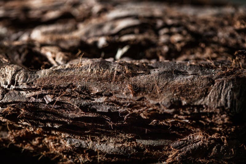 Tree bark in nature stock photo. Image of circle, background - 149265532