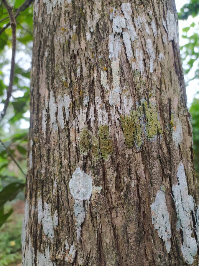 Tree bark old stock photo. Image of geology, green, trunk - 269303210