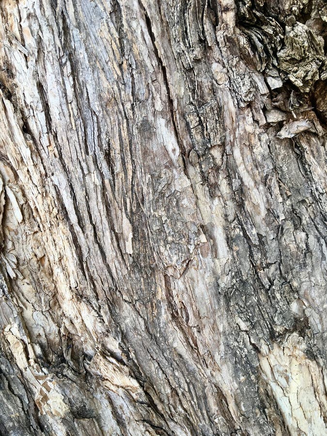Tree bark stock image. Image of tree, brown, light, bark - 148788817