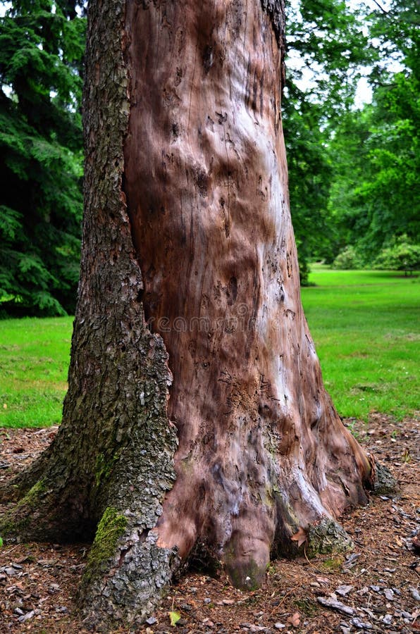 Tree without bark stock photo. Image of alley, scaled - 72991720