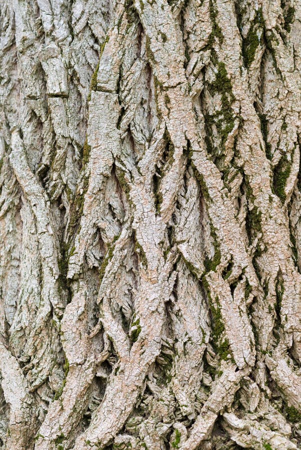 Tree bark stock image. Image of wood, hard, natural, plant - 82124579