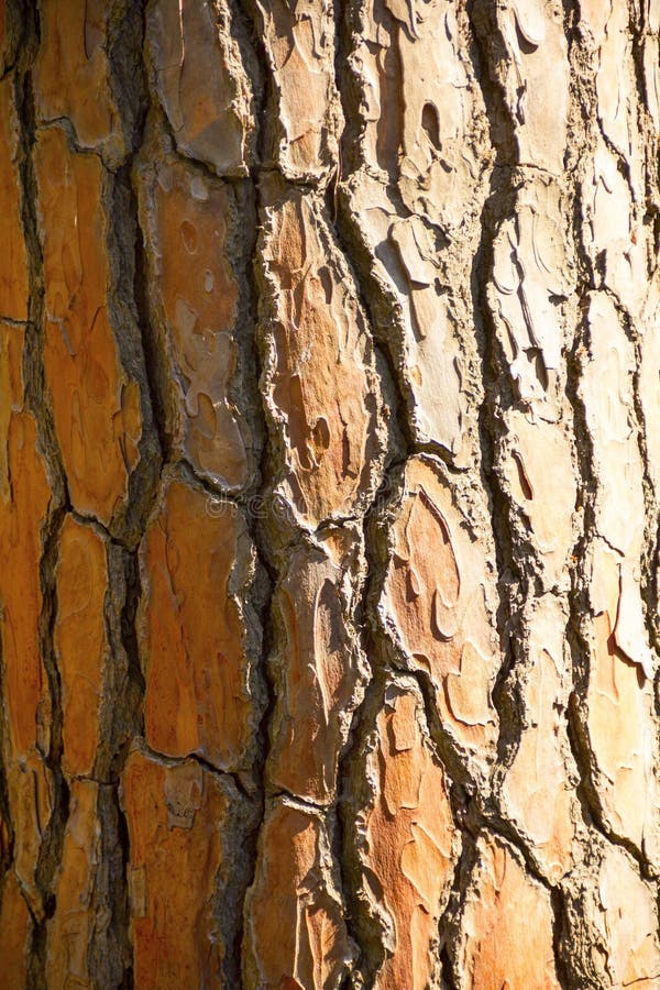 Tree bark stock photo. Image of beck, castle, fountains - 59659646