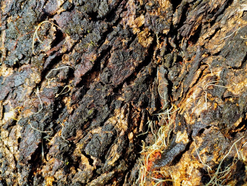 Tree bark texture stock photo. Image of greatly, boulder - 354965198