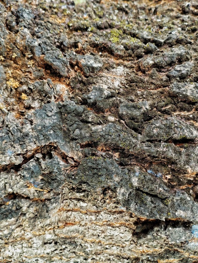Tree bark texture stock image. Image of moisture, nature - 354965945