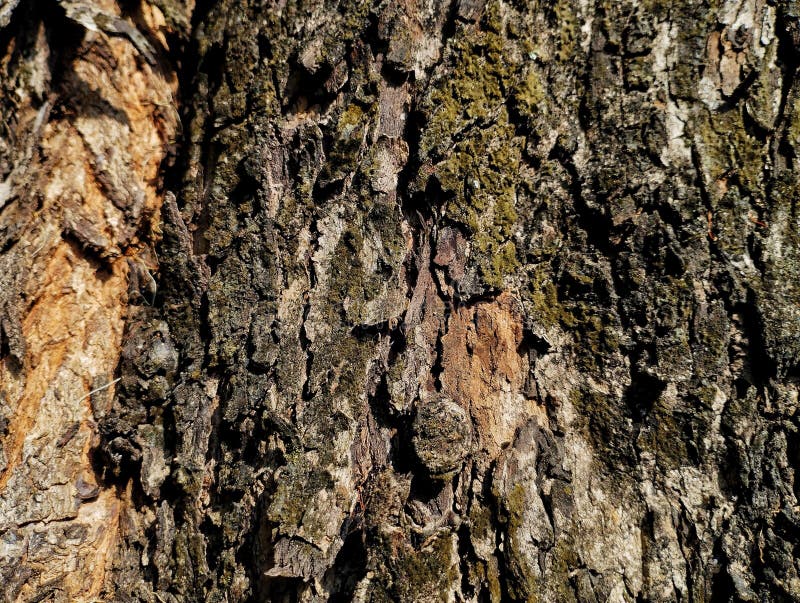 Tree bark texture stock photo. Image of invertebrate - 354964494