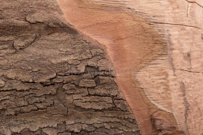 Tree bark stock photo. Image of outer, detail, peeled - 75269214