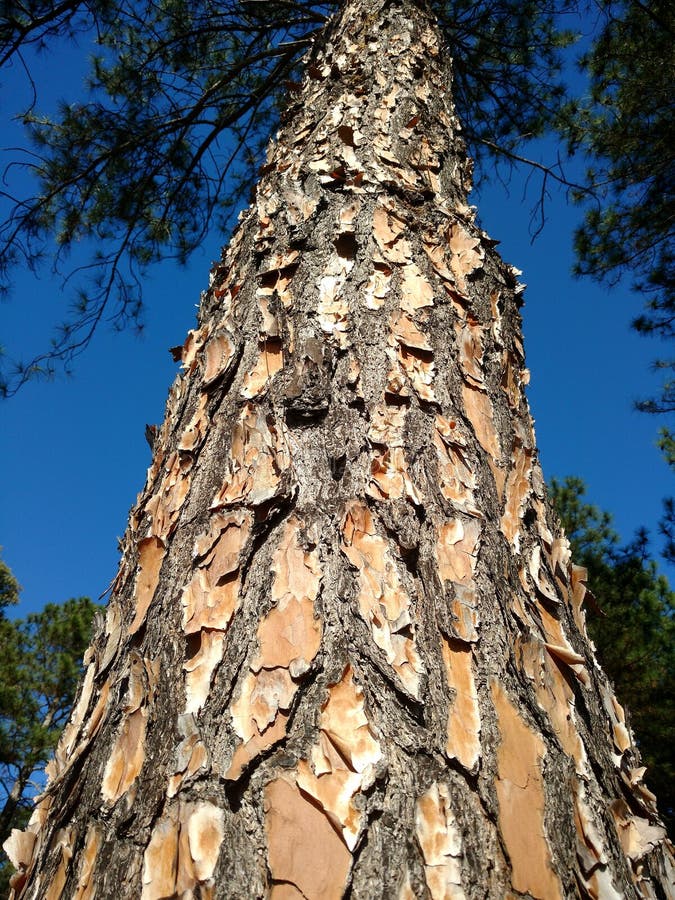 Tree bark stock image. Image of bark, people, tree, organisms - 221125517