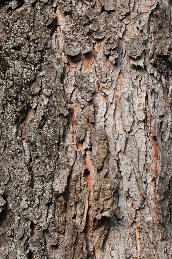 Tree Bark Over. Crust of the Forest Tree Stock Image - Image of forest ...