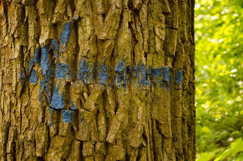Tree Bark Painted with Arrow. Hiking Marking on a Tree in the Woods ...