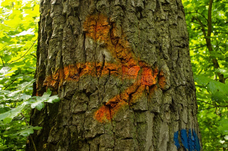 Tree Bark Painted with Arrow. Hiking Marking on a Tree in the Woods ...