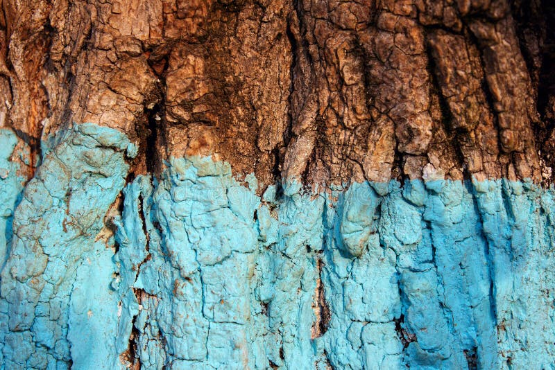 Colored tree bark stock photo. Image of dark, fruit - 176492156