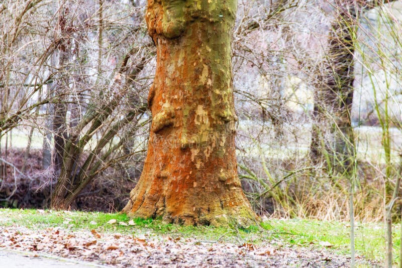 Tree without Bark in the Park Stock Image - Image of abstract, large ...