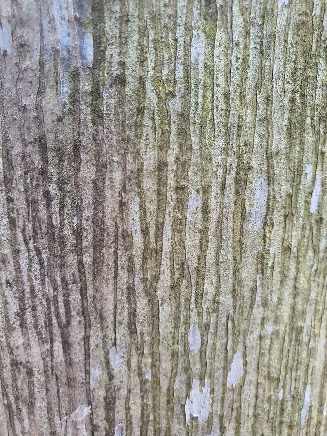 Tree bark wood pattern stock photo. Image of plant, soil - 242378268