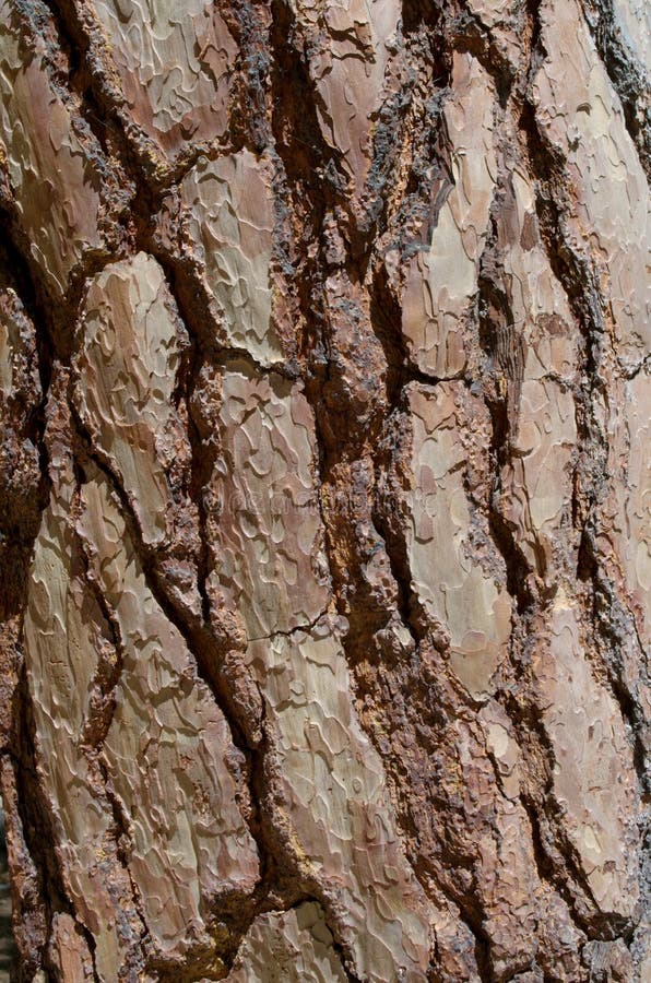Tree bark pattern stock photo. Image of backgrounds, surface - 2724678