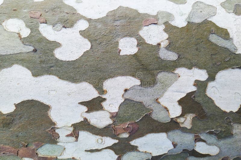 Tree bark pattern stock image. Image of winter, pattern - 295474249