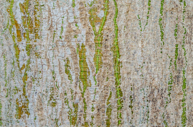 Tree bark stock photo. Image of nature, moody, plant - 55925994