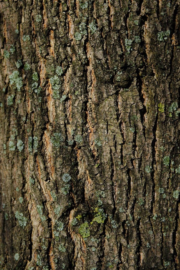 Tree bark pattern stock photo. Image of element, rough - 215093878