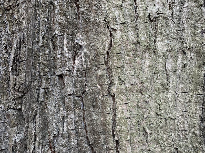 Tree bark pattern stock photo. Image of weathered, pattern - 145178146