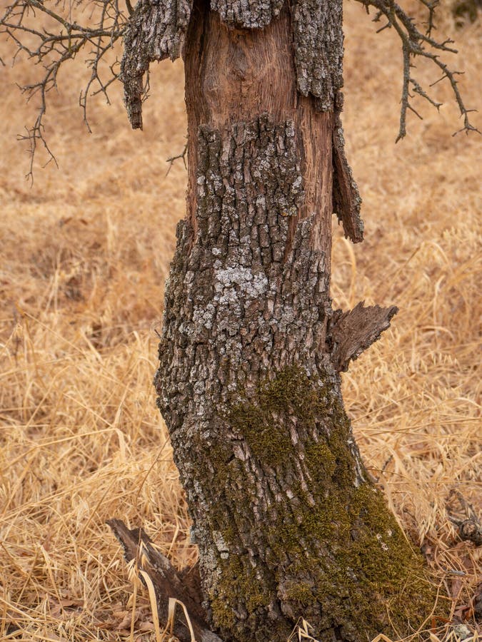Tree with Bark Peeling Off Dry Summer Woodland Stock Image - Image of ...