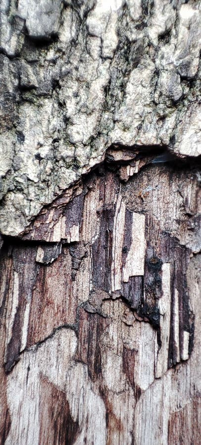 Tree Bark Peels Off Due To Age Stock Photo - Image of nature, garden ...
