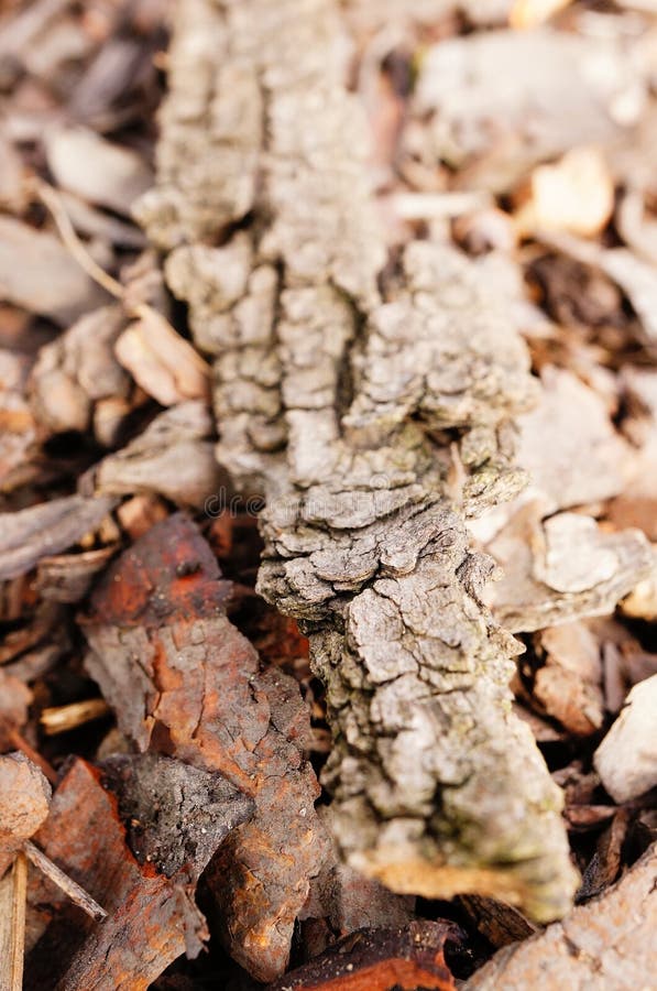 Piece Tree Bark Stock Photos - Download 4,133 Royalty Free Photos