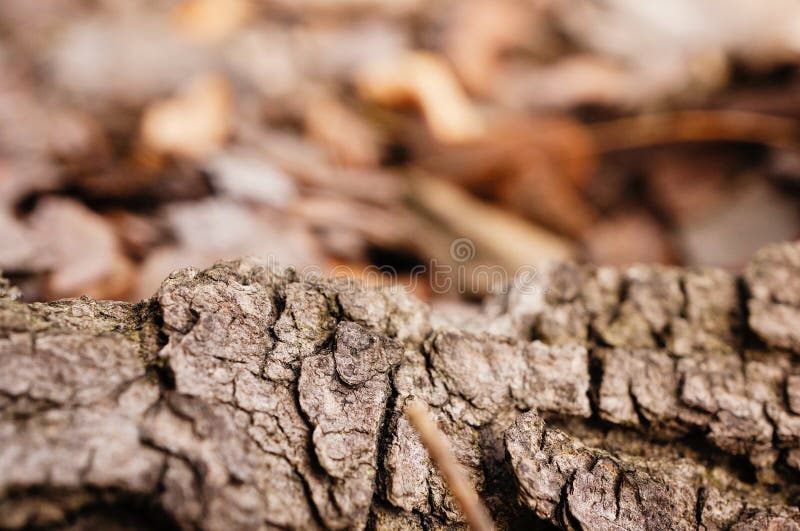 Tree bark stock image. Image of piece, wood, trunk, soil - 44874649