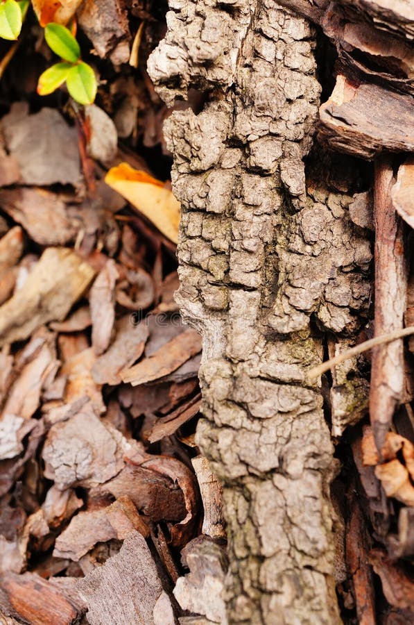 Piece Tree Bark Stock Photos - Download 4,133 Royalty Free Photos