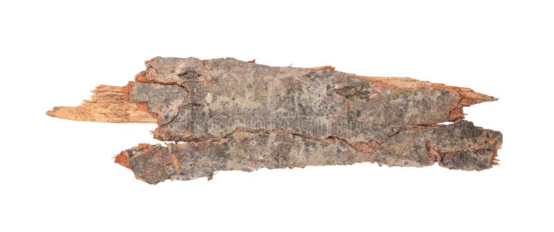 Tree Bark Piece Isolated on White, Top View Stock Photo - Image of ...