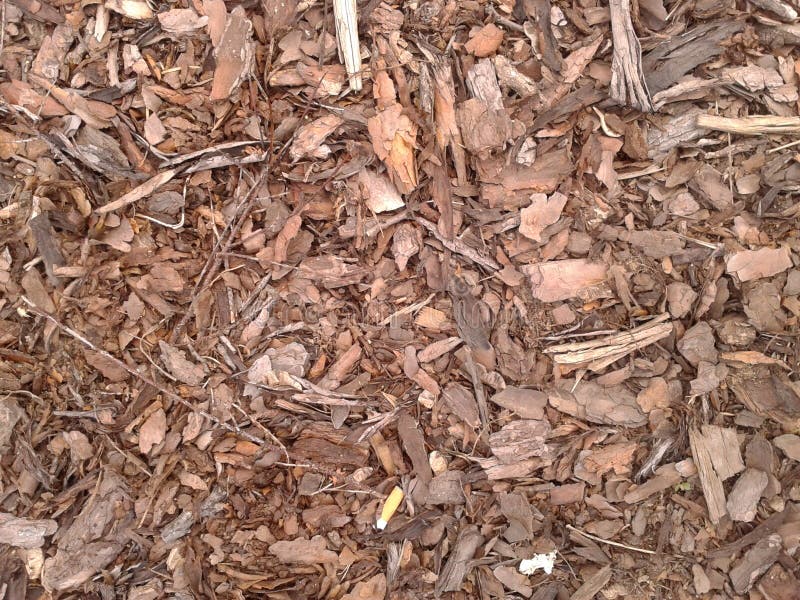 Tree bark pieces stock photo. Image of tree, bark, pattern - 43243356