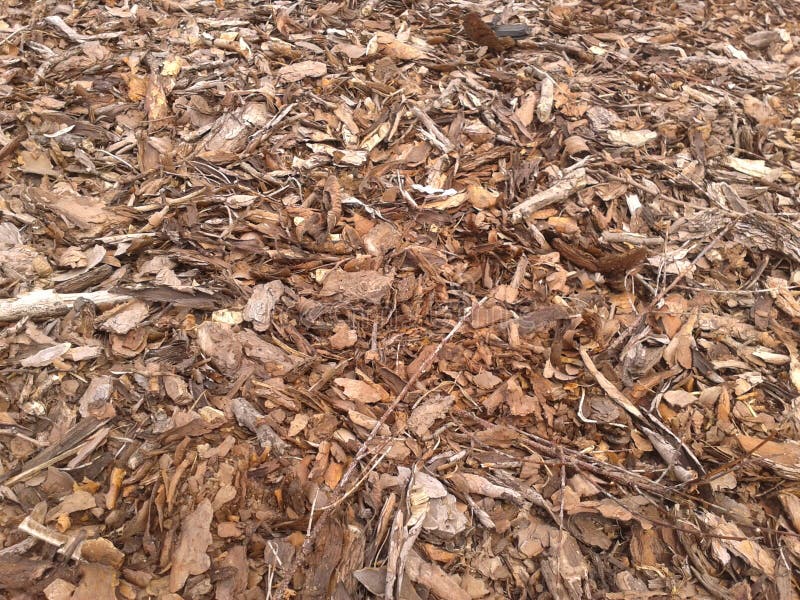 Tree bark pieces stock photo. Image of pattern, pieces - 43243360