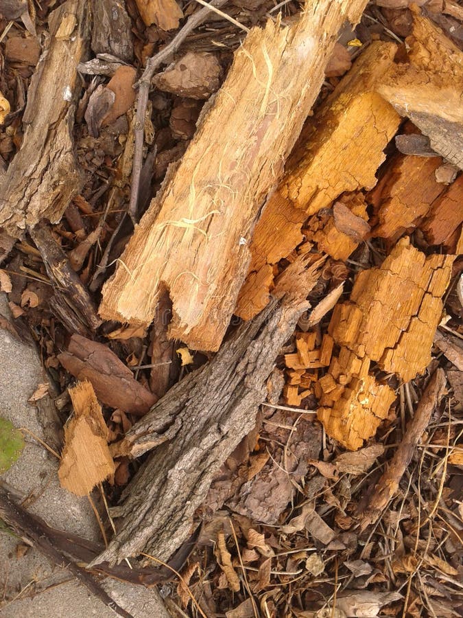 Tree bark pieces stock image. Image of natural, wooden - 43243397