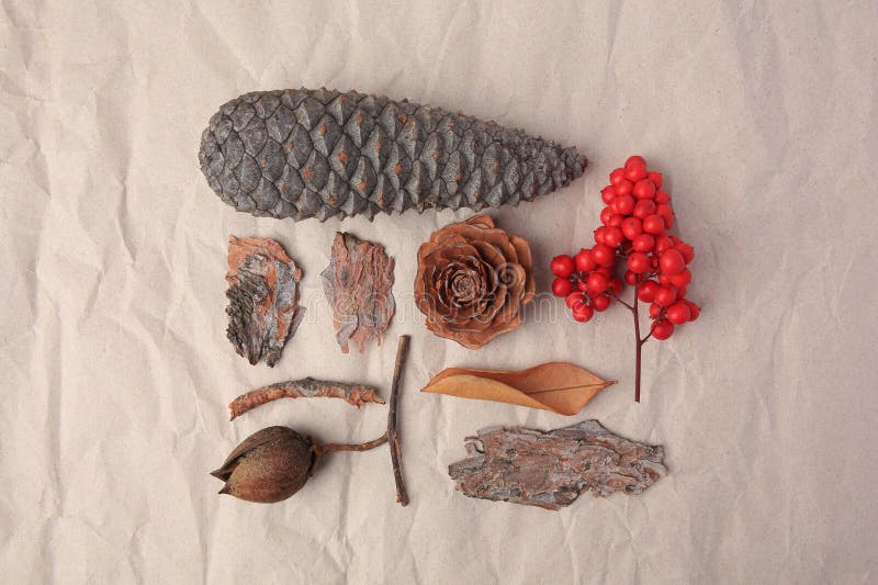 Tree Bark Pieces, Cones and Viburnum on Beige Background, Flat Lay ...