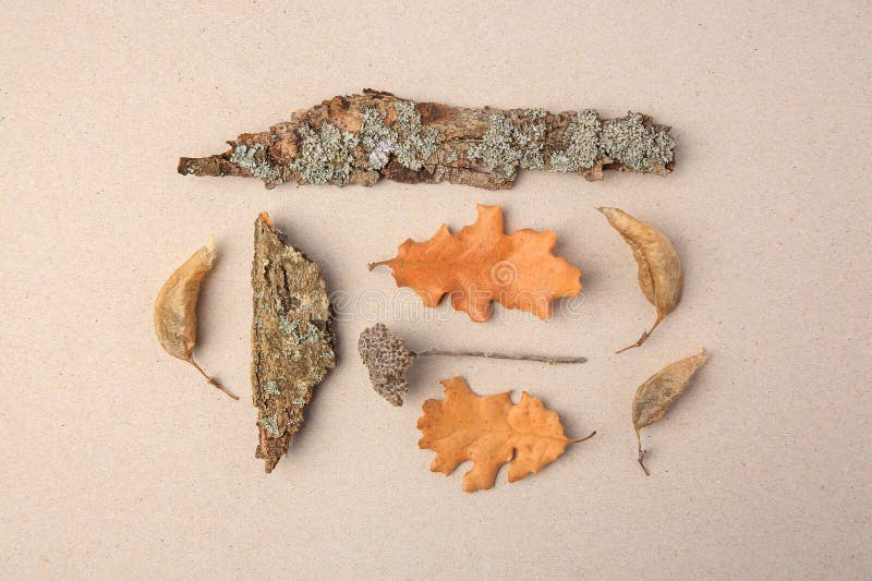Tree Bark Pieces and Dry Leaves on Beige Background, Flat Lay Stock ...