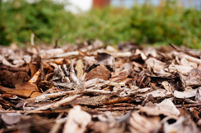 Tree bark pieces stock image. Image of bark, tree, ground - 44424601