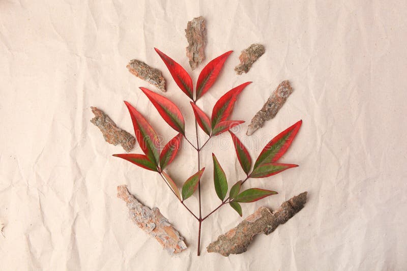 Tree Bark Pieces and Twig with Leaves on Beige Crumpled Paper, Flat Lay ...