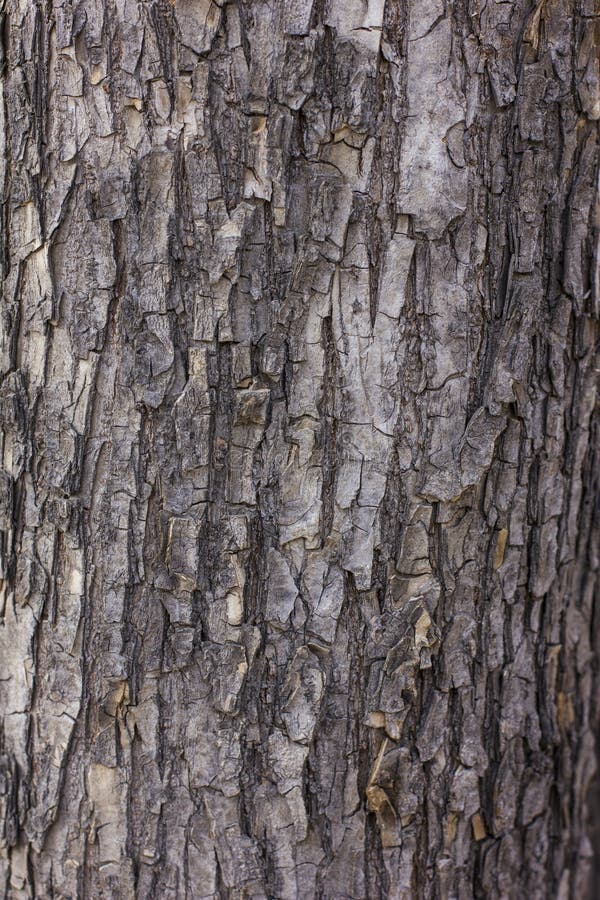 Tree Bark Pine Wood Texture Background Stock Image - Image of dark ...