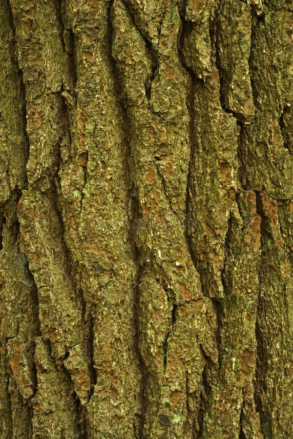 Tree Bark, Pink Beds Area, Pisgah NF Stock Photo - Image of trees ...