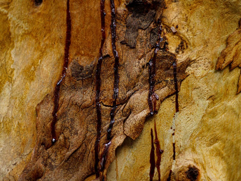 Tree Bark with Rich, Reddish-brown Sap Oozing Down the Surface. Stock ...