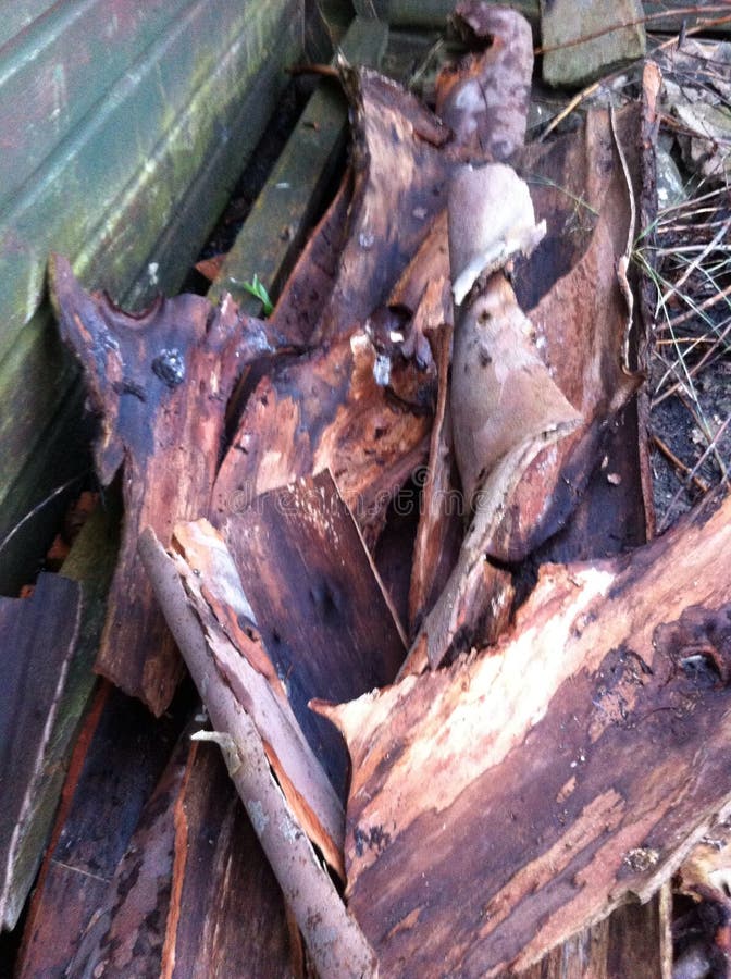 Tree bark stock image. Image of curved, bark, shape, tree - 45065693