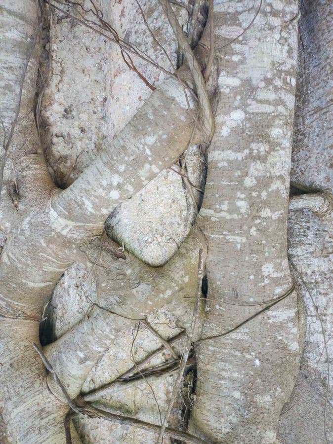 Tree Bark and Root Background Texture Stock Image - Image of pine ...