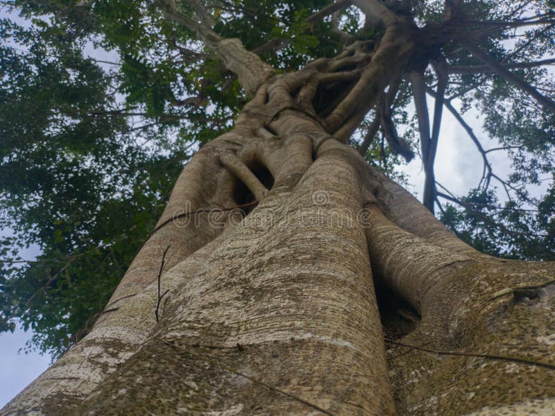 Tree Bark and Root Background Texture Stock Image - Image of roots ...