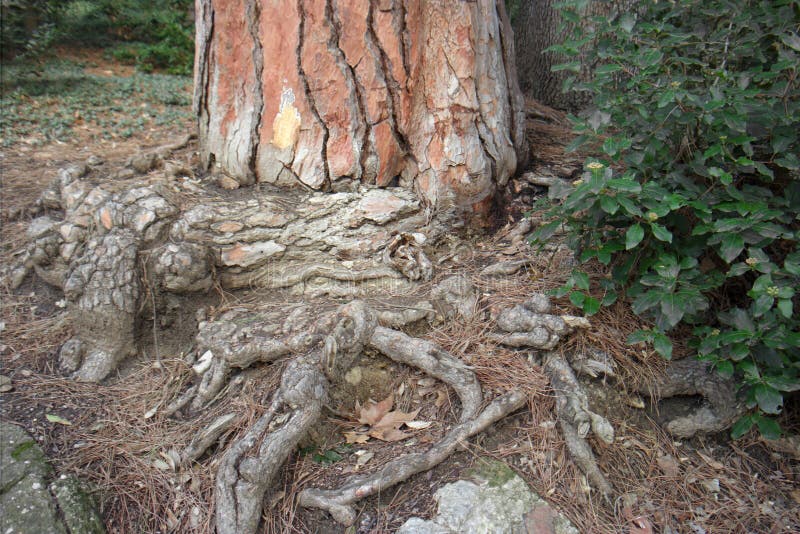 Tree roots and bark stock photo. Image of materials, roots - 56877816