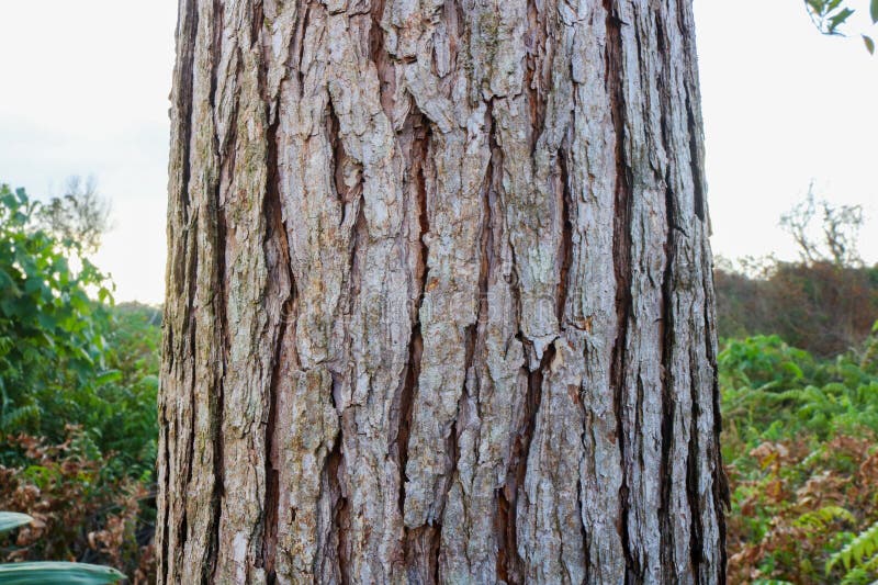 Tree Bark Rough Embossed Texture Stock Photo - Image of autumn, wood ...