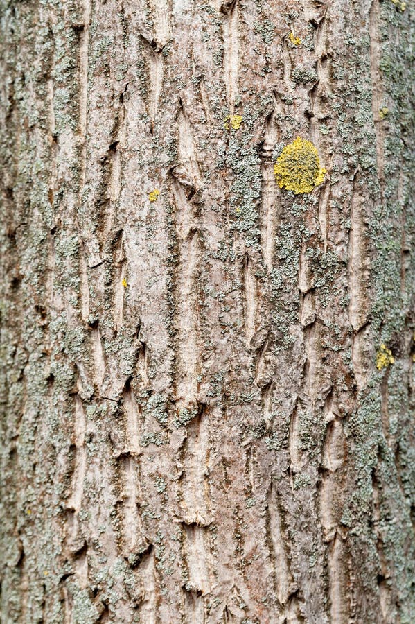 Tree Bark. Rough Texture of Tree Bark Stock Photo - Image of line ...